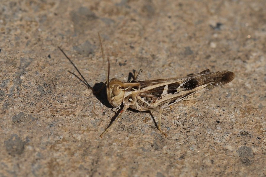 Birds of Saudi Arabia: Abha animals & insects – Abha Region