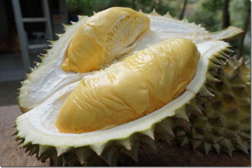 Under The Angsana Tree: Malaysia Best 10 Durians‏