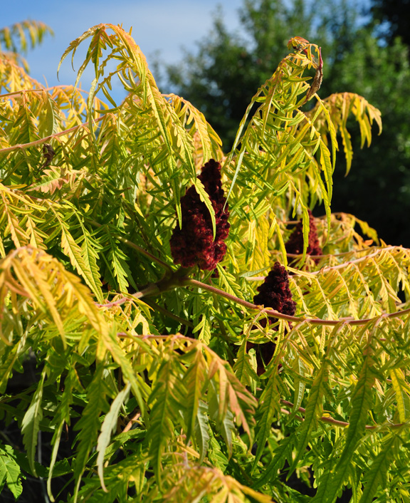 Three Dogs in a Garden: The Garden of Author & Humorist David Hobson ...