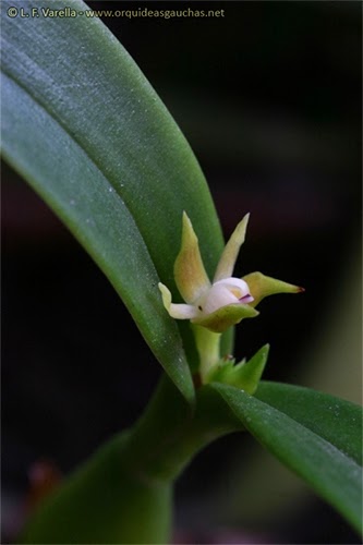Grupo Orquideófilo del Norte Santafesino: Prosthechea pygmaea