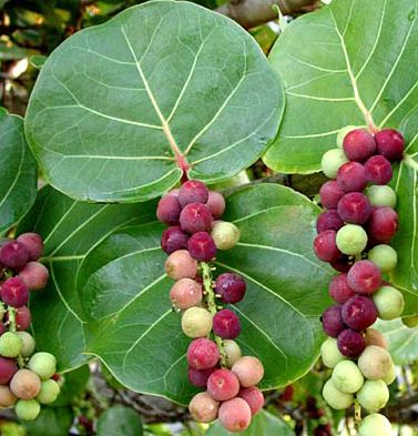 Santa Marta, sus especies vegetales : UVITA DE PLAYA (coccoloba uvifera)
