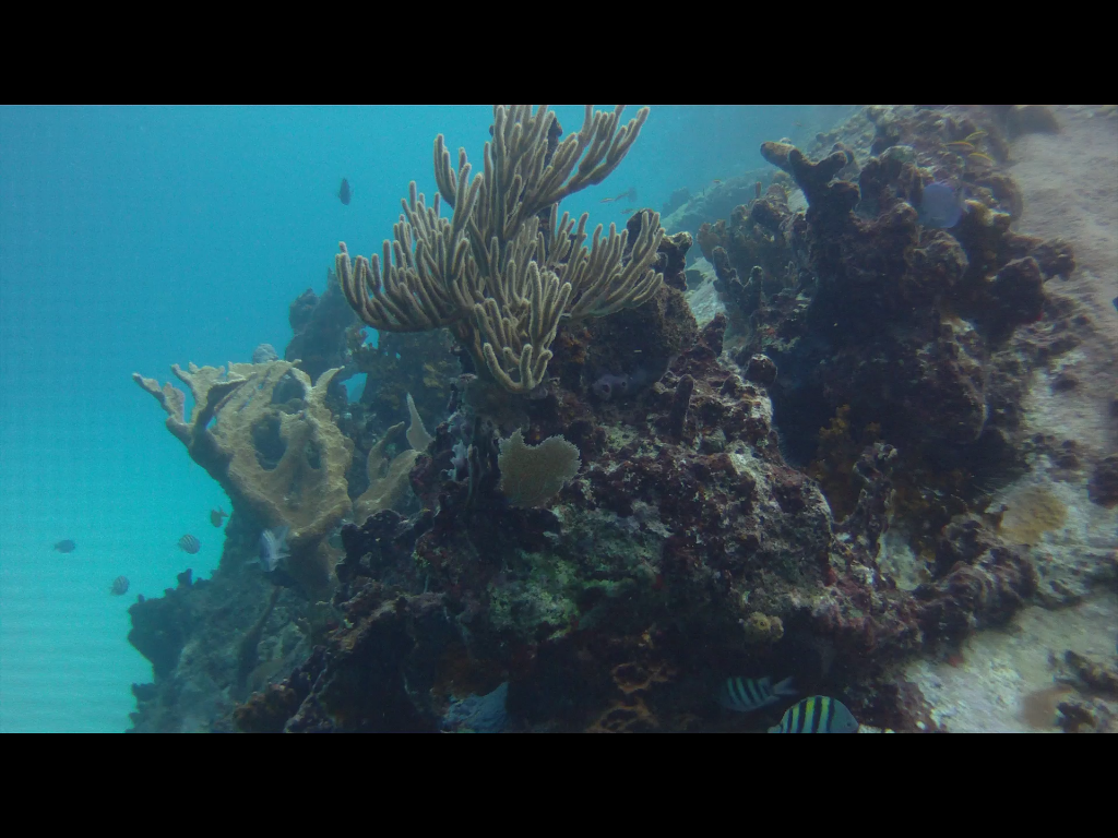 i-Marine Apps: Contour Connect App