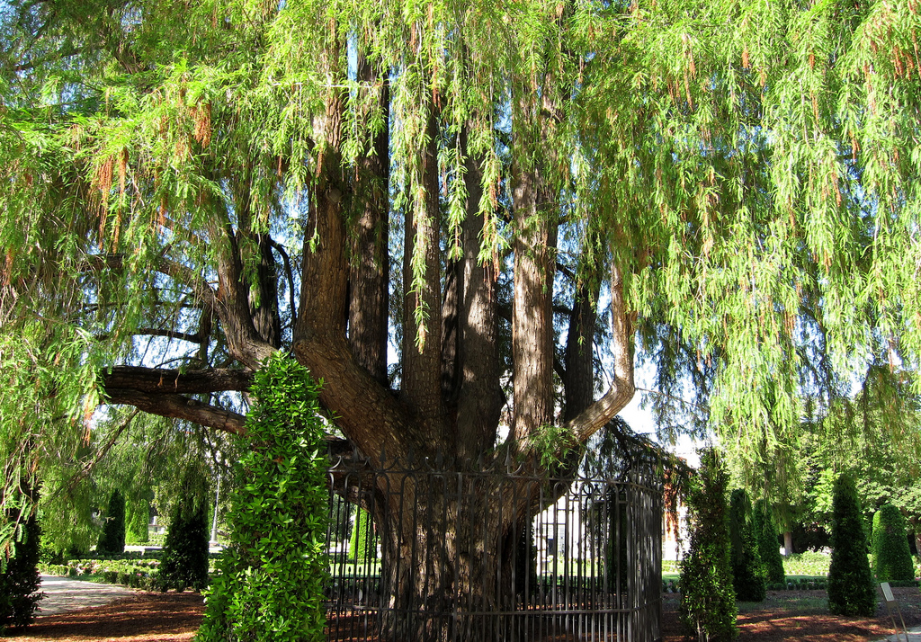 Ahuehuete del Parque del Retiro - Madrid