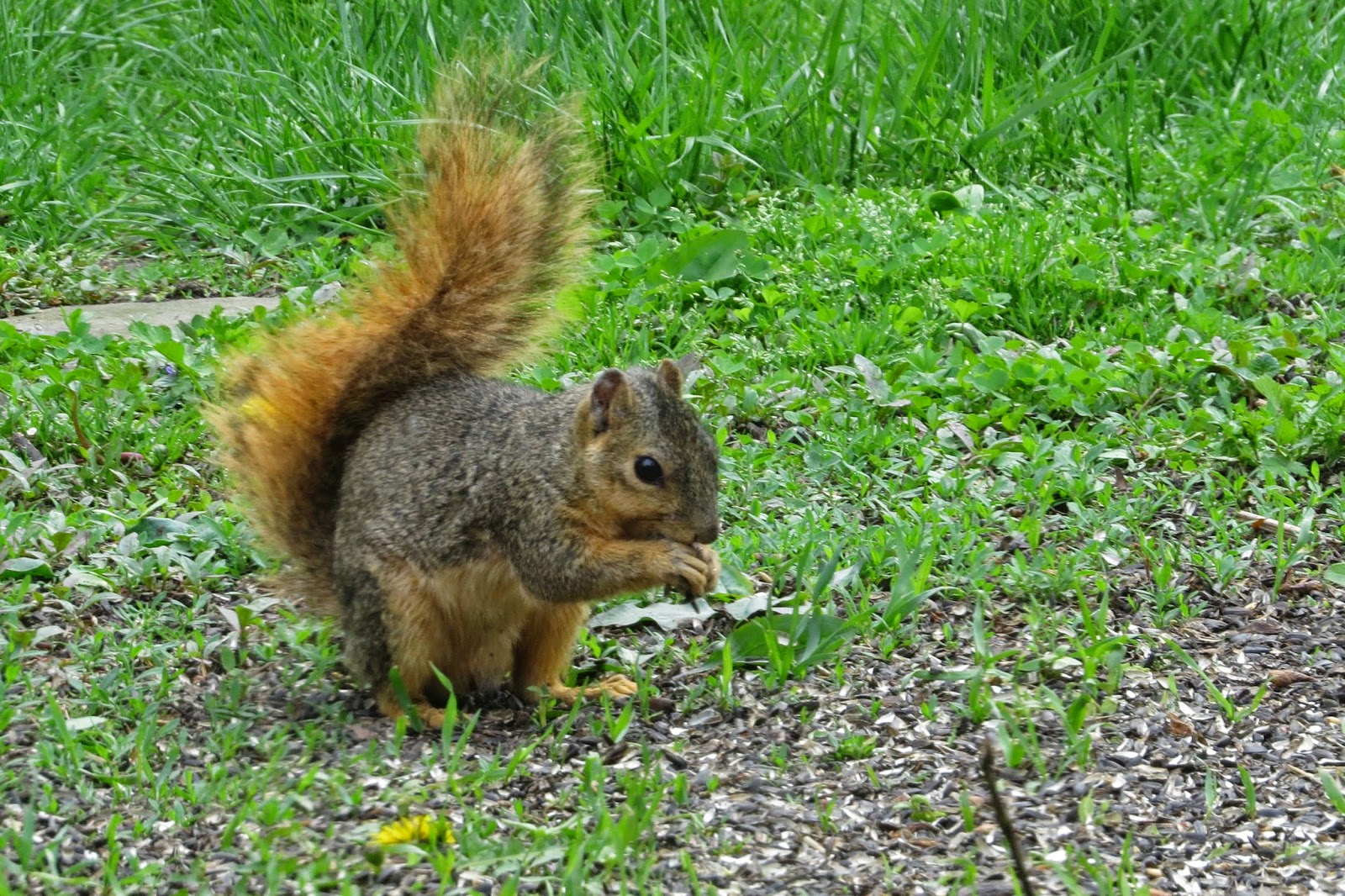 Dr. Bob's Bird Blog: Biggest Week in American Birding - How to tell ...