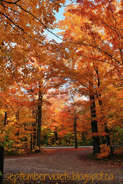 September Violets: Fall Foto Fix