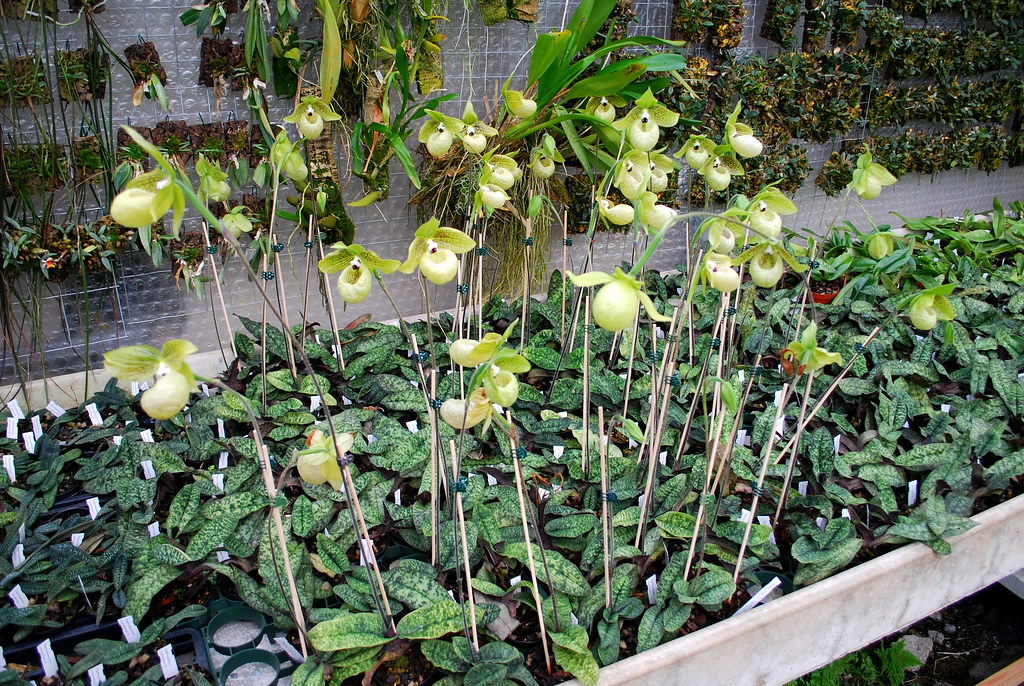 Paphiopedilum malipoense orchid plant care and culture | Travaldo's blog