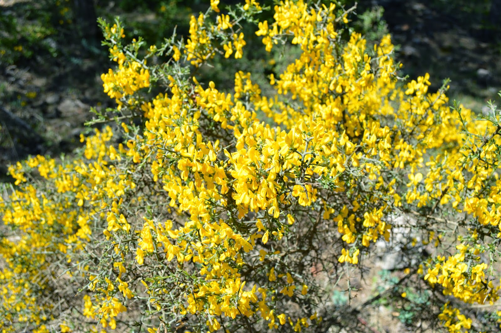 BLOG DE LA CIERVA ANTONIA: La aliaga o aulaga (Genista scorpius)