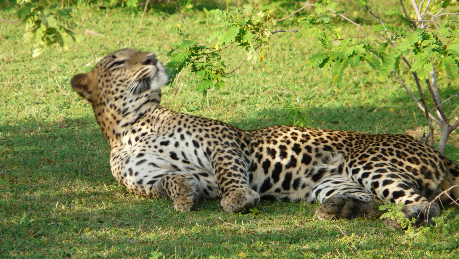 Wild Animal in Sri Lanka (Picture Collection): Tiger in Yala Park