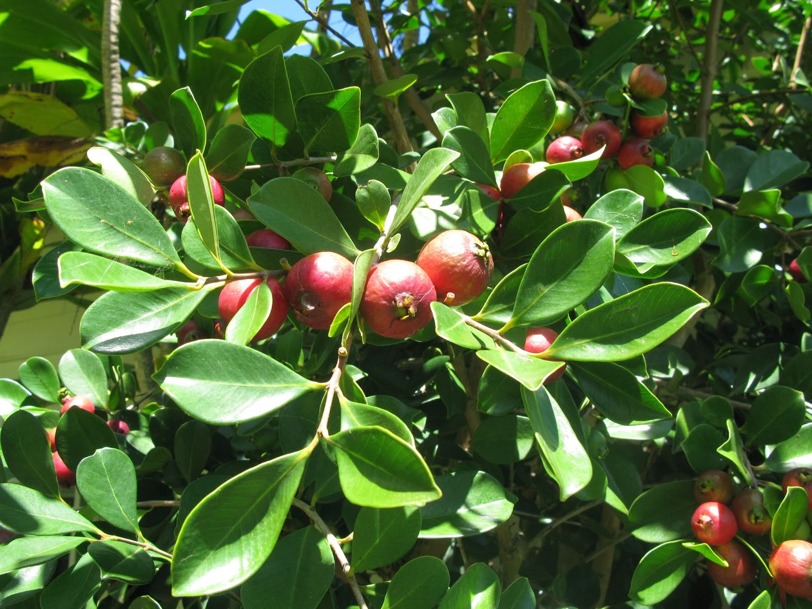 Devonhouse Recollections: GUAVA JELLY!