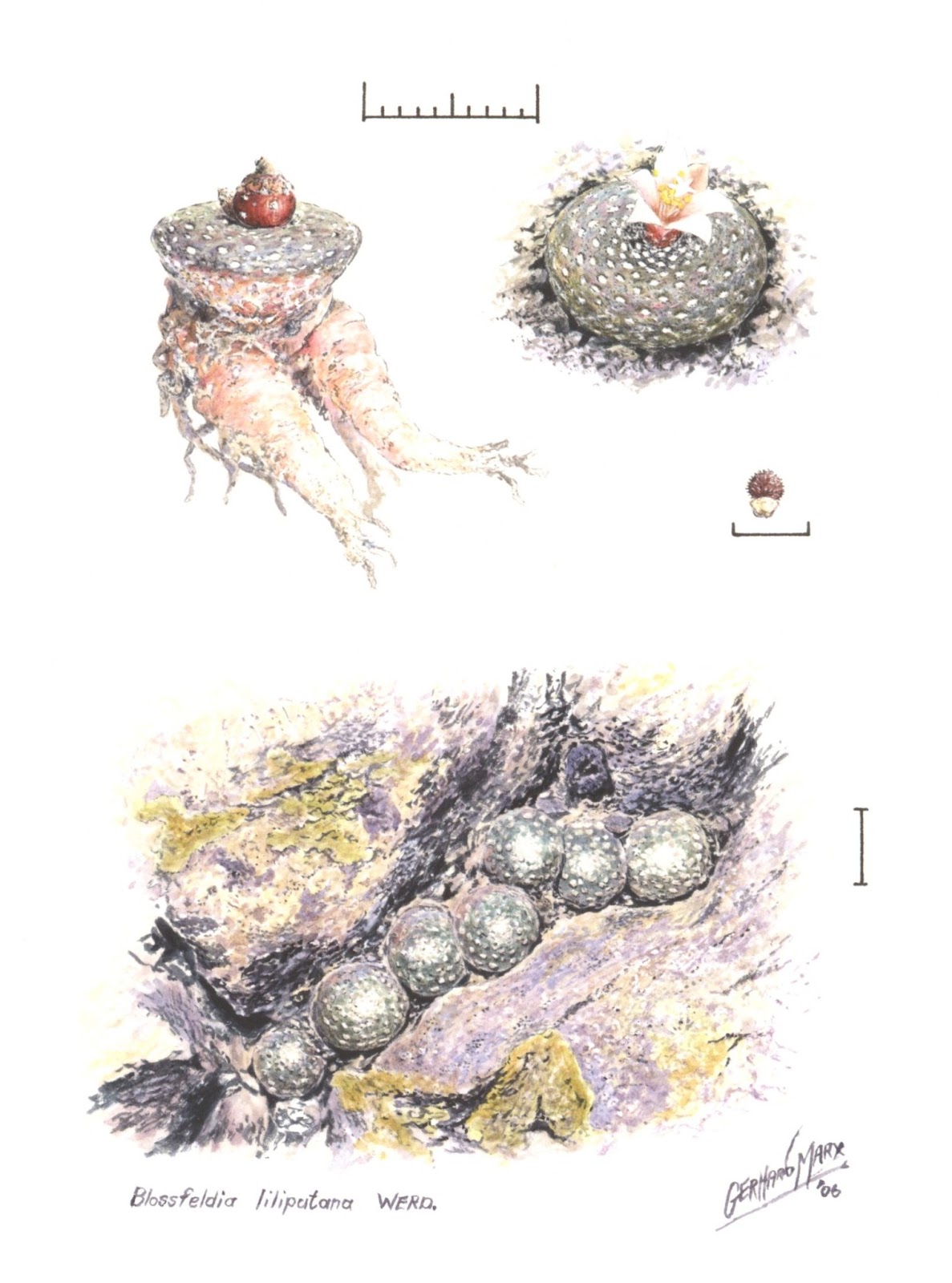 Gerhard Marx: Biography