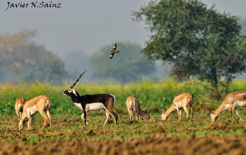 Fauna y fotografía: ANTÍLOPE NEGRO, Antilope cervicapra