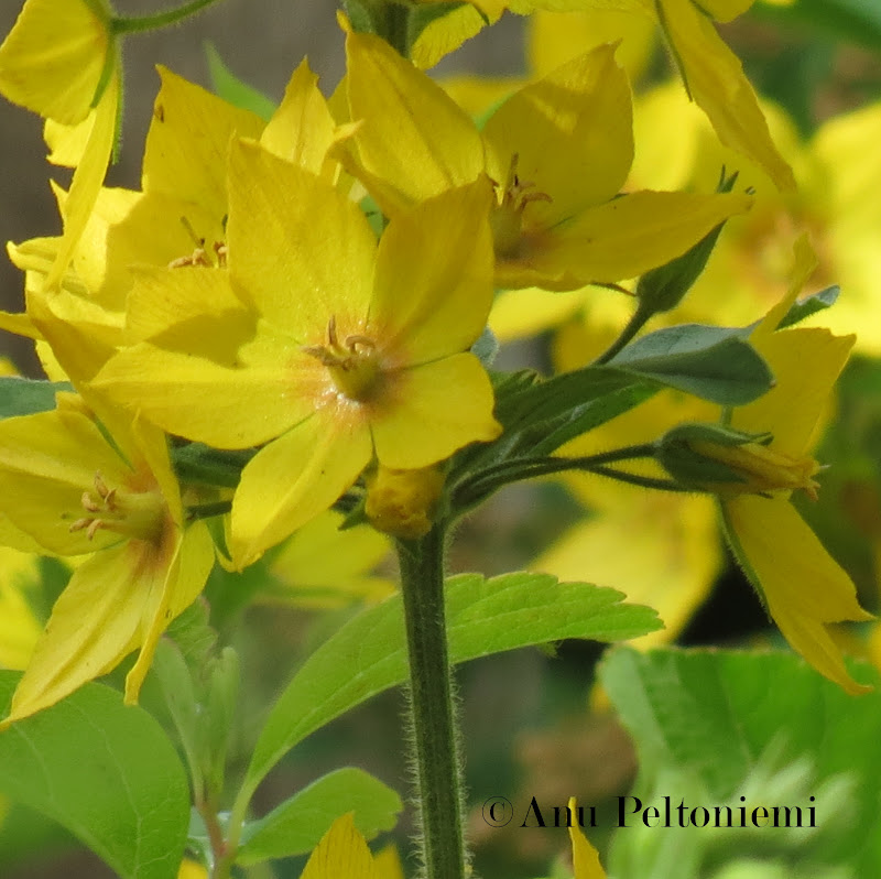 Onnellinen Akileija: Tarha-alpi