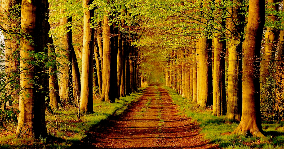 wallpapernarium: Un paisaje muy lindo de verano en el bosque