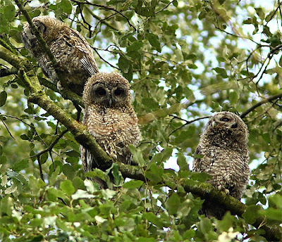 Los Cárabos han criado en mi pueblo
