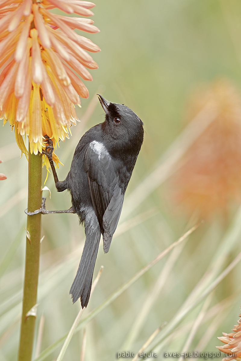 mis fotos de aves: Diglossa humeralis Pinchaflor Negro Black Flowerpiercer