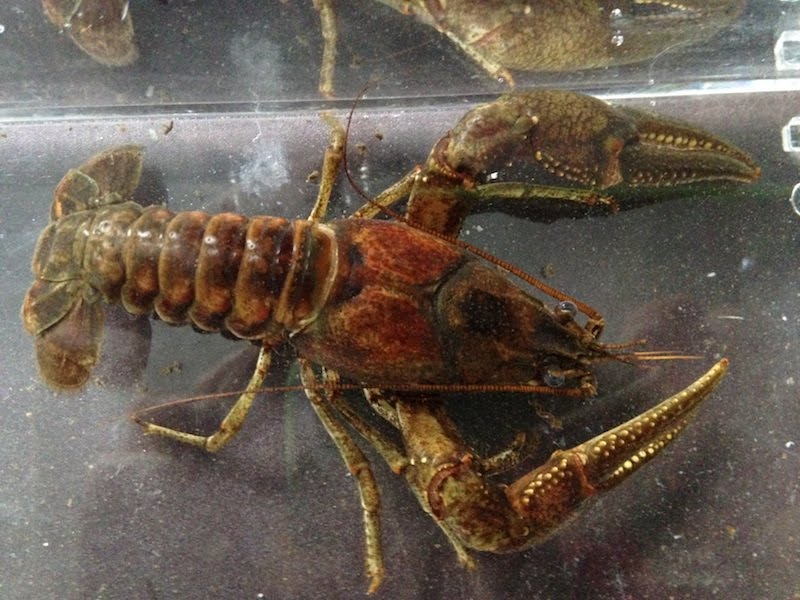 Rusty Crayfish, Super Hybrids!