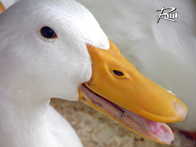 Naturaleza Viva : Pato domestico ( Anas platyrhynchos domesticus )