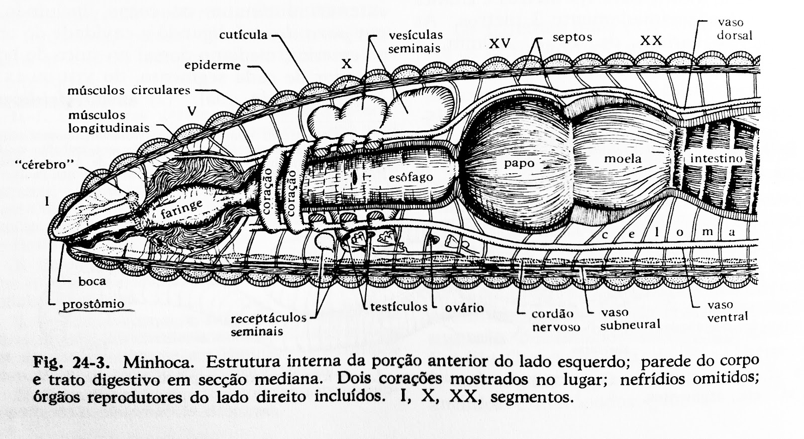 Super Nova Ciência: Filo Annelida - Anelídeos