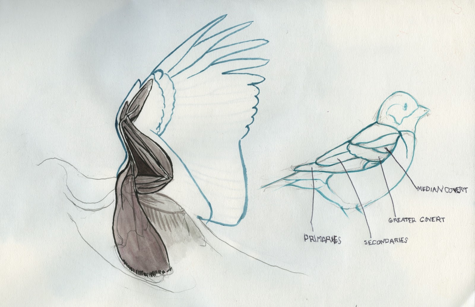 Benlin Alexander Illustration: Wing Anatomy