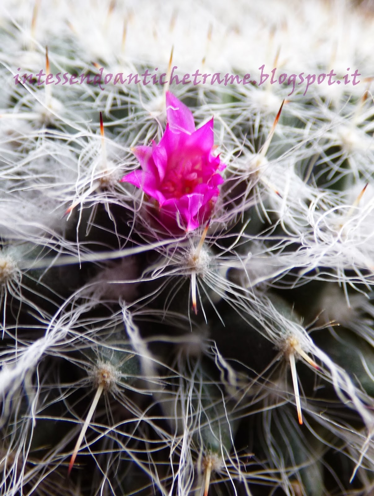 Un fiore in mezzo alla neve? / A flower amid the snow?