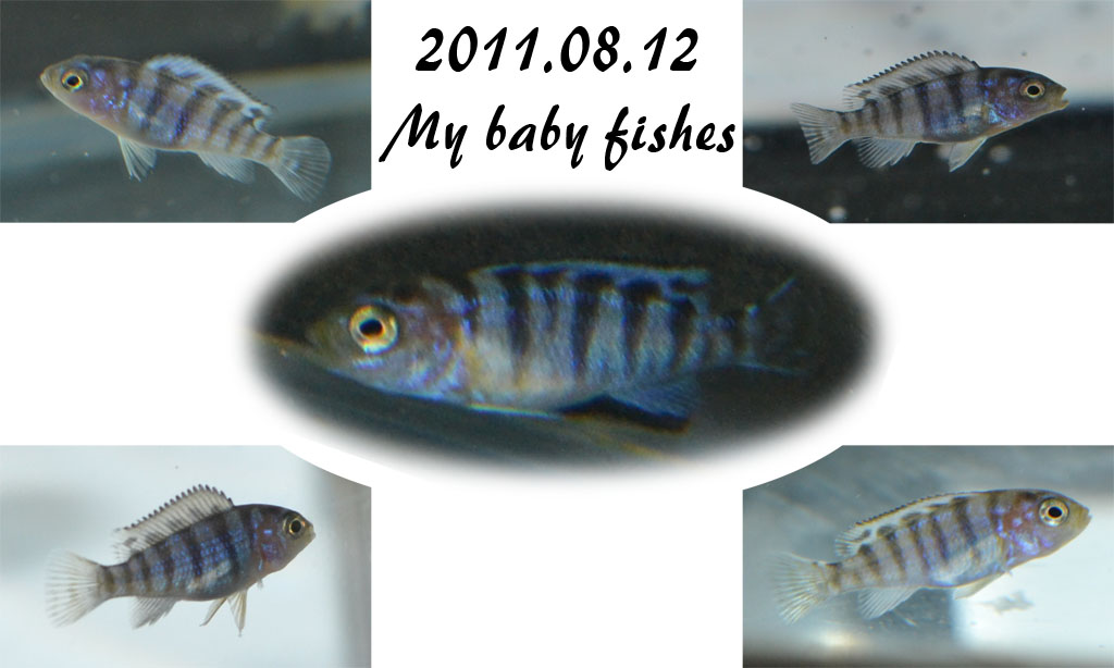Artan's Blog: Baby fishes growing up process (3.5 weeks)