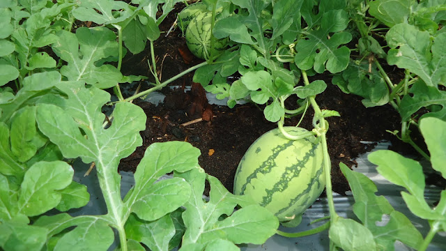 Panduan Cara Budidaya Tanaman Semangka Yang baik | -Petani TOP-