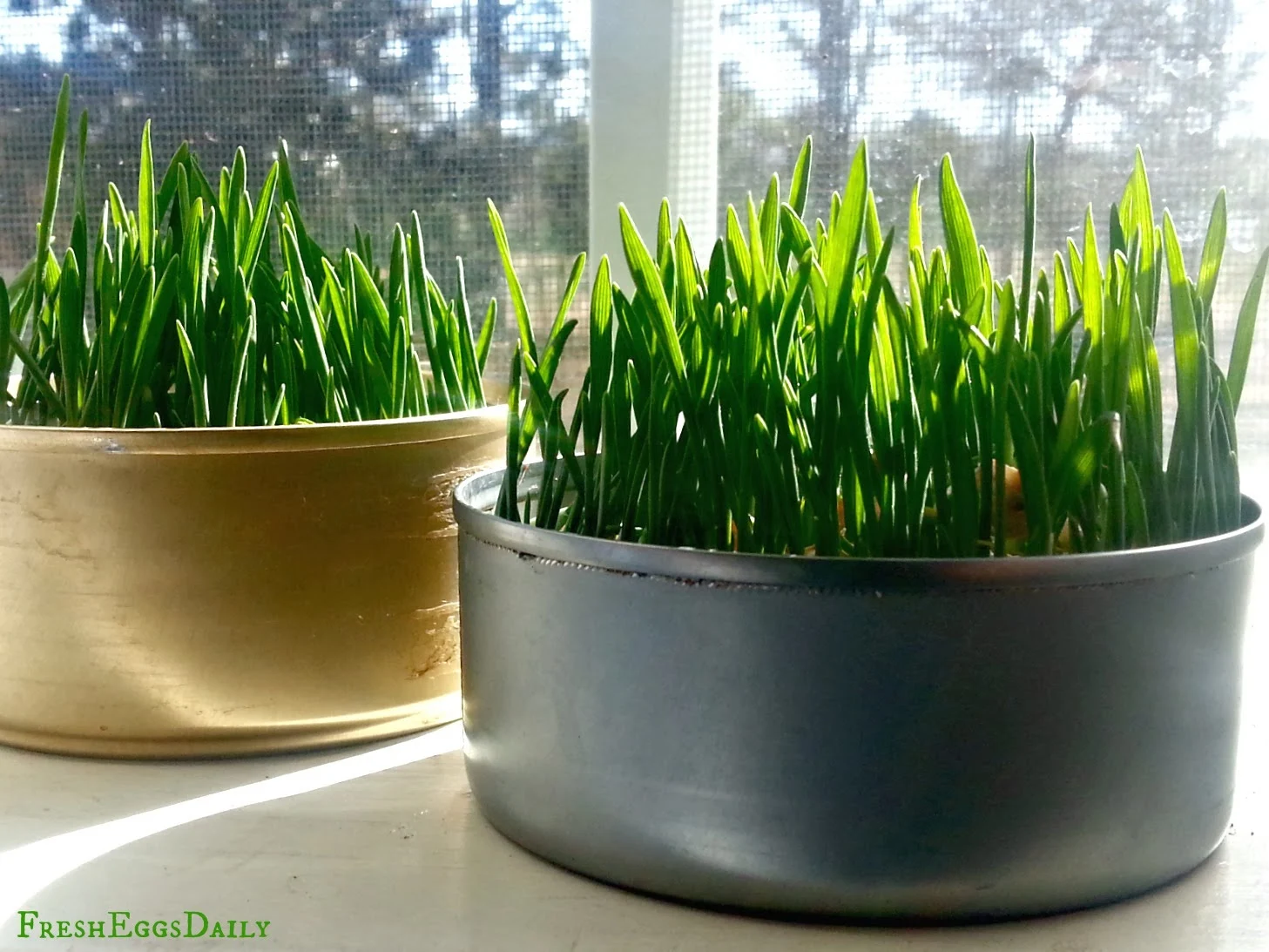 Growing Fodder for Backyard Chickens, Ducks and Geese - Fresh Eggs ...