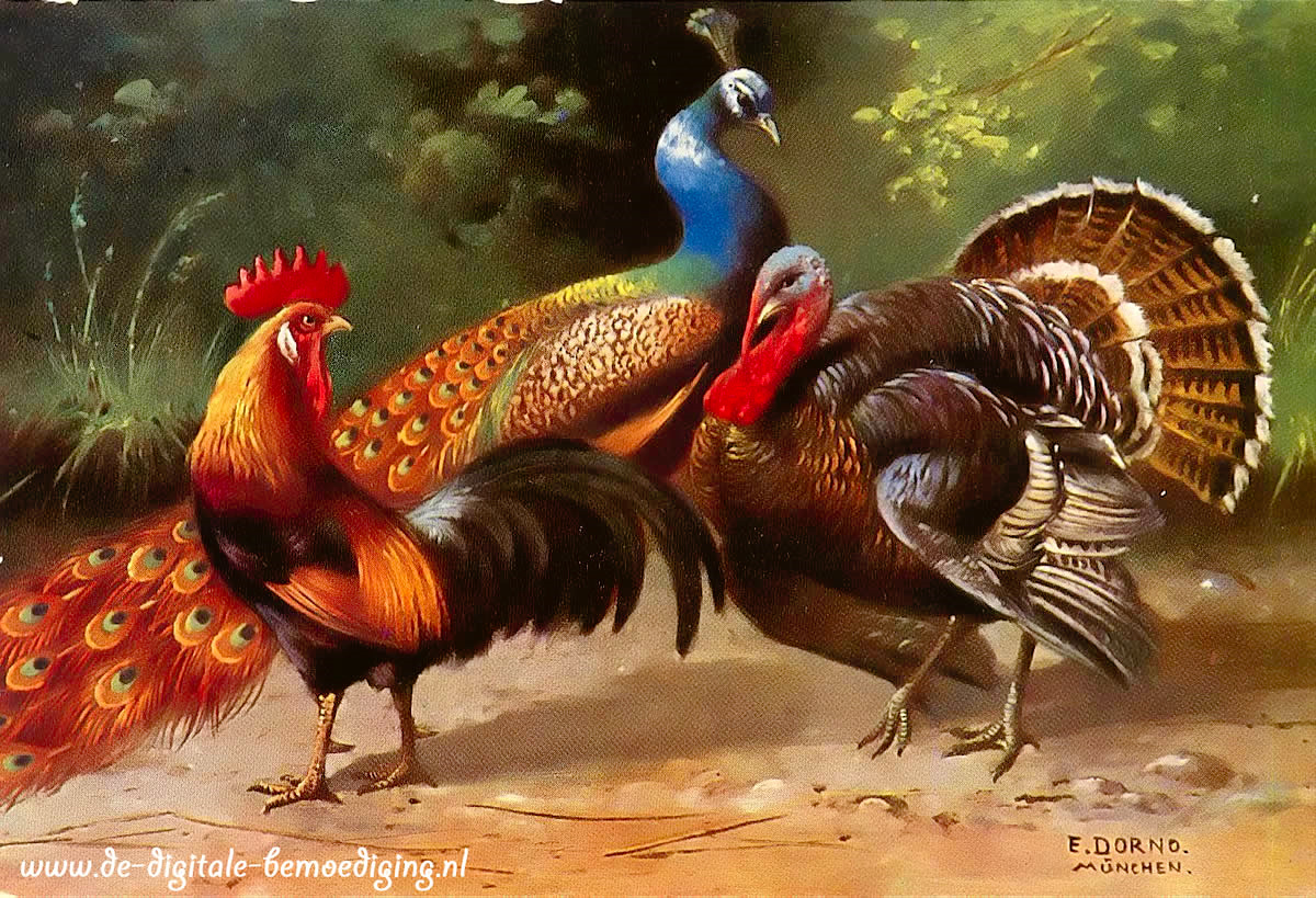 Fo-Kus: De Pauw en de Kalkoen ...