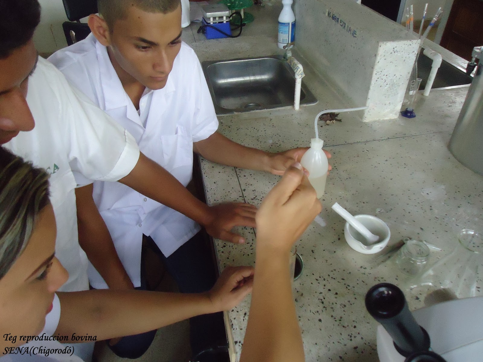 Technology in Bovine Reproduction 298635 Sena: Some procedures in cattle.