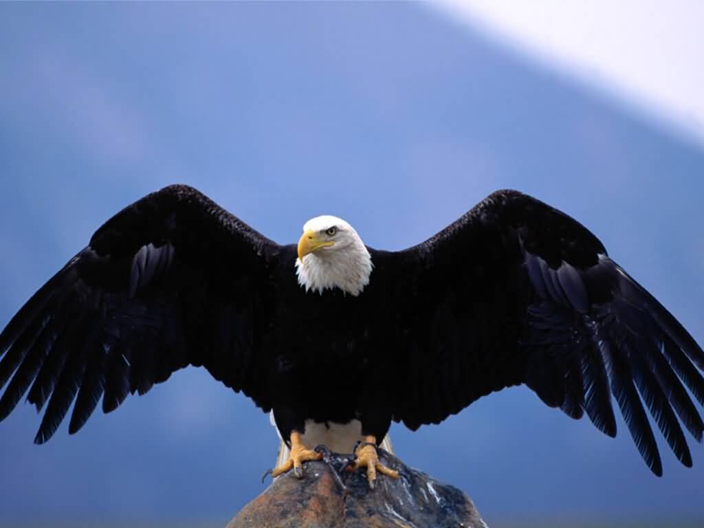 Exotic Animals: Bird Pictures : Eagle Amazing Animal