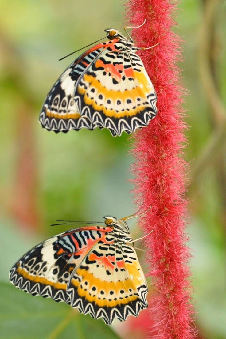 Amazing butterflies ~ Stunning nature