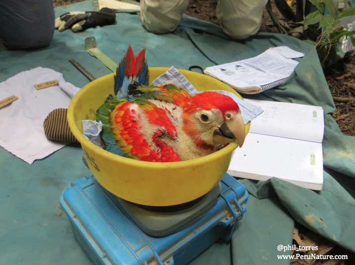 Wonderfulworld: When It’s Macaw Breeding Season, Researchers Get To Action