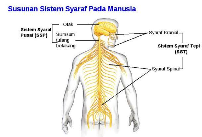 BAB 3 ANATOMI SISTEM SARAF
