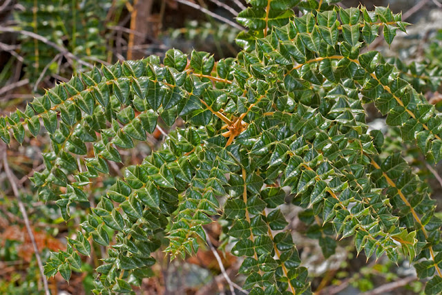 PLANT FAMILIES OF PUERTO RICO AND FLORIDA PAPO VIVES: ANACARDIACEAE NÚM ...