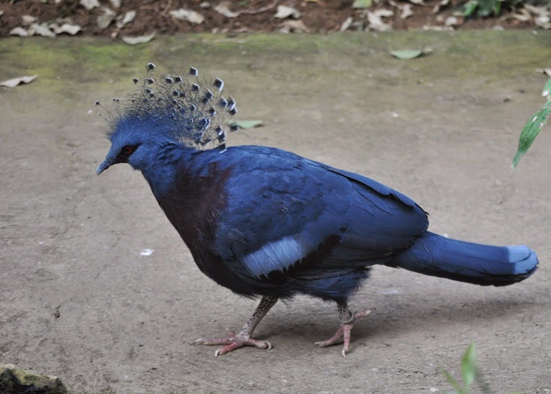 ZOOTOGRAFIANDO (6.100 ANIMALS): GOURA VICTORIA / VICTORIA CROWNED ...