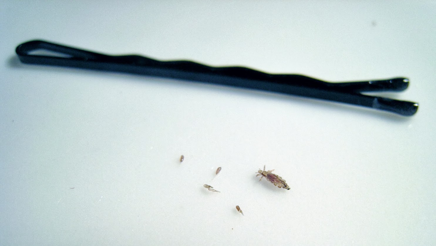 Nouveauté parapharmacie: La guerre contre les poux