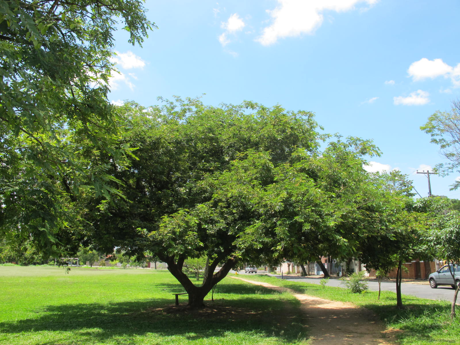 Fabaceae - Leguminosae no Brasil: Fabaceae - Cojoba arborea (L ...