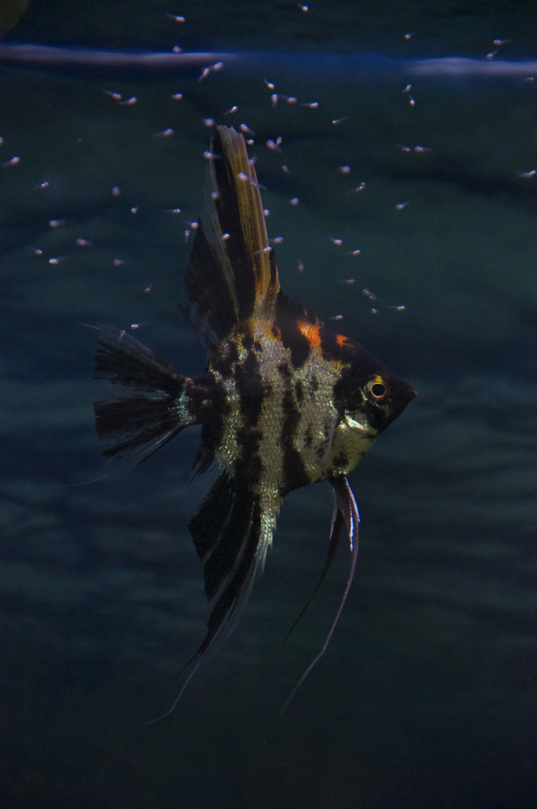 Blah, blah, mirth, blah: Angelfish Babies