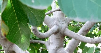 The Food Garden Group Blog: Getting the Best out of your Fig Tree - Part 1