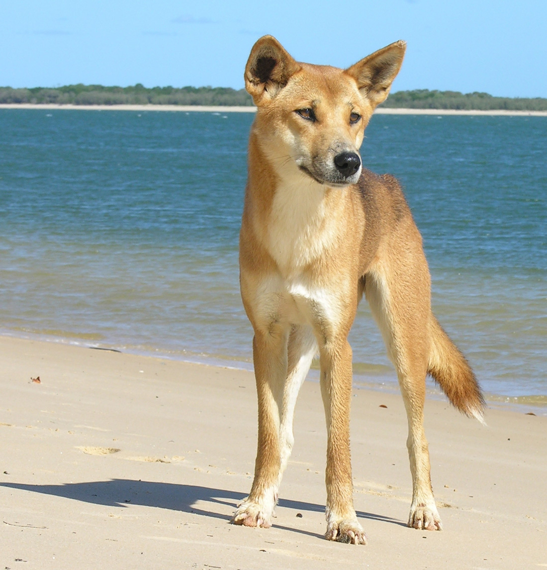 Dog Breeds Native To Australia at Kimberly Borges blog