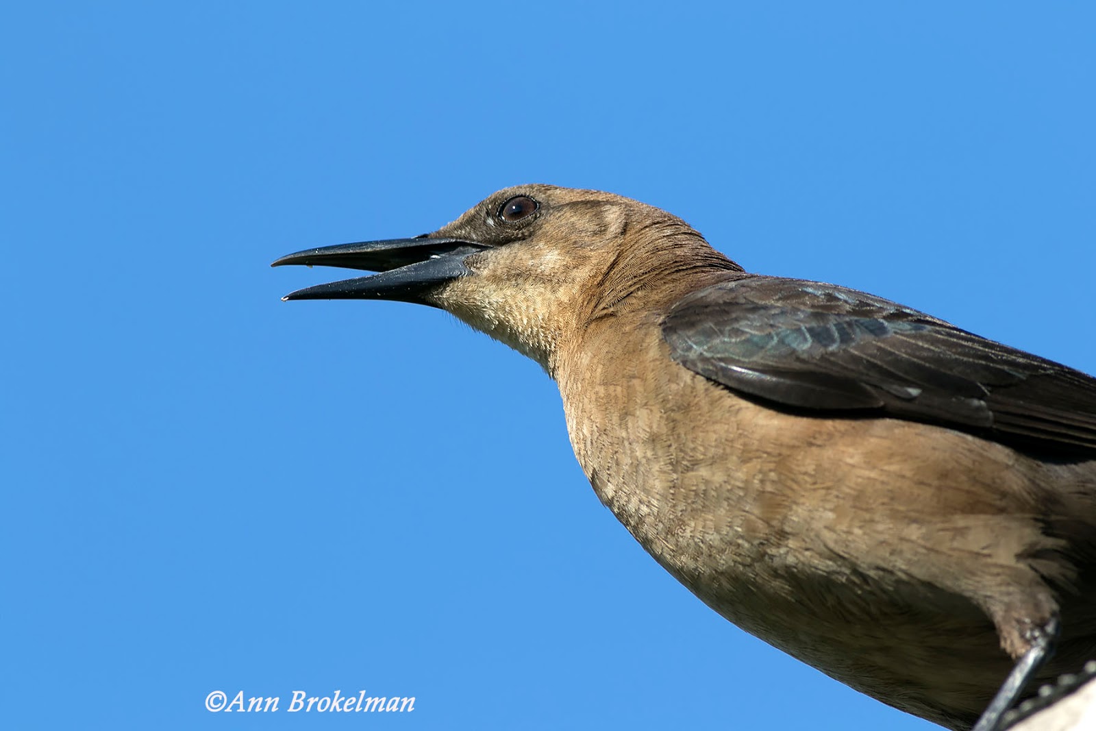 Ann Brokelman Photography: Boat Grackles in Florida