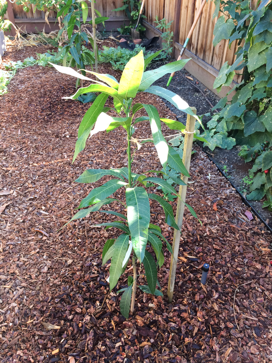 MANGO69: New cold-tolerant Mango trees