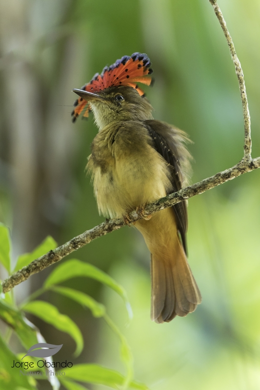 AMAZONIAN ROYAL FLYCATCHER photos - wallpapers (ανανεωμένο) | the fun bank