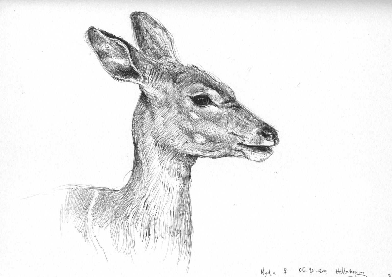 Barn owl and Nyala antelope studies