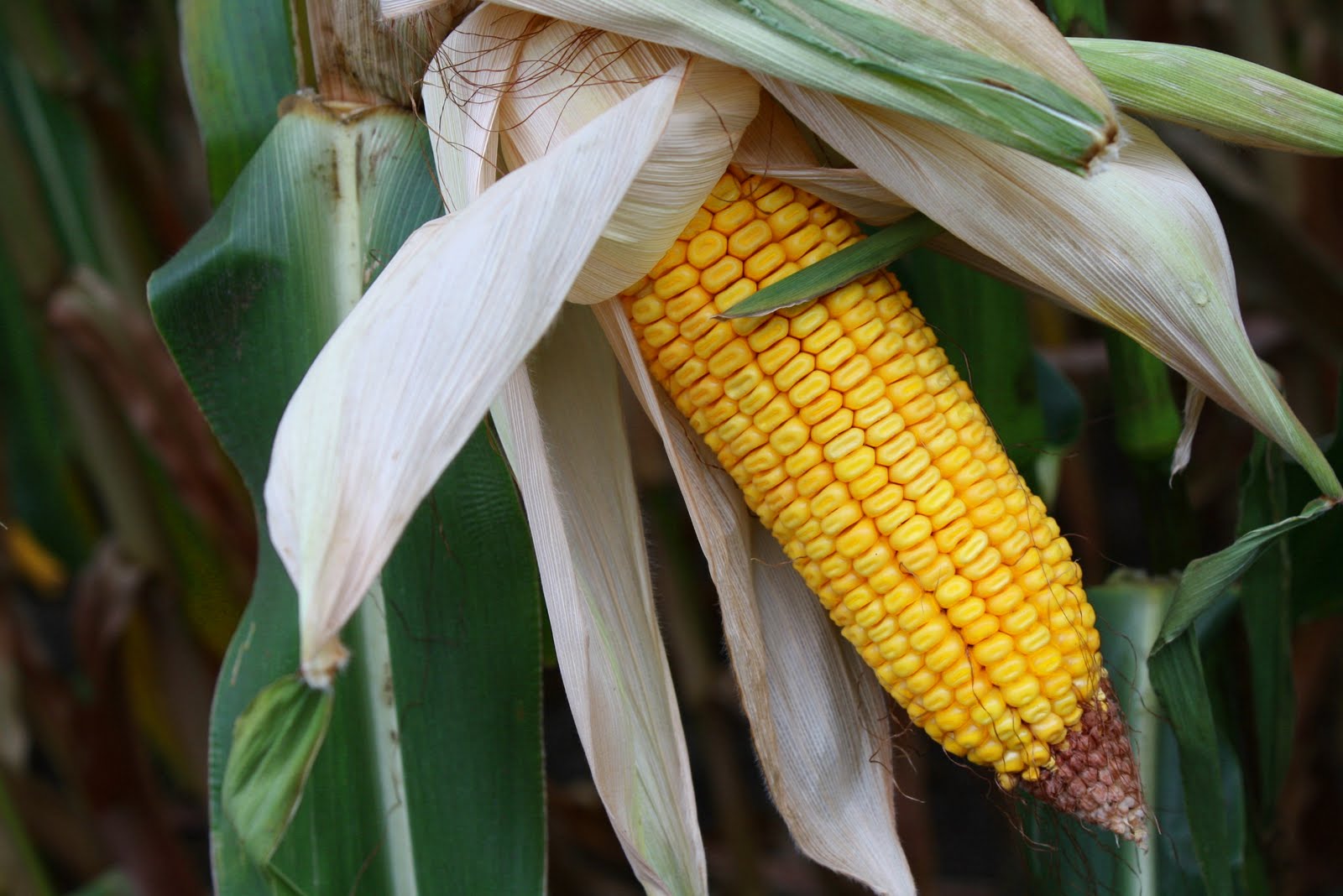 Gust Gab: Sever's Corn Maze! (Why did we wait so long!)