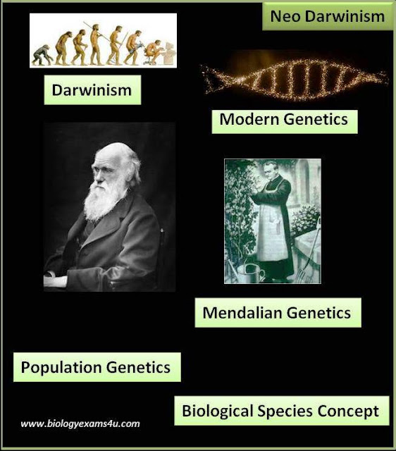 Neo Darwinism Theory of Evolution Definition and Major Postulates