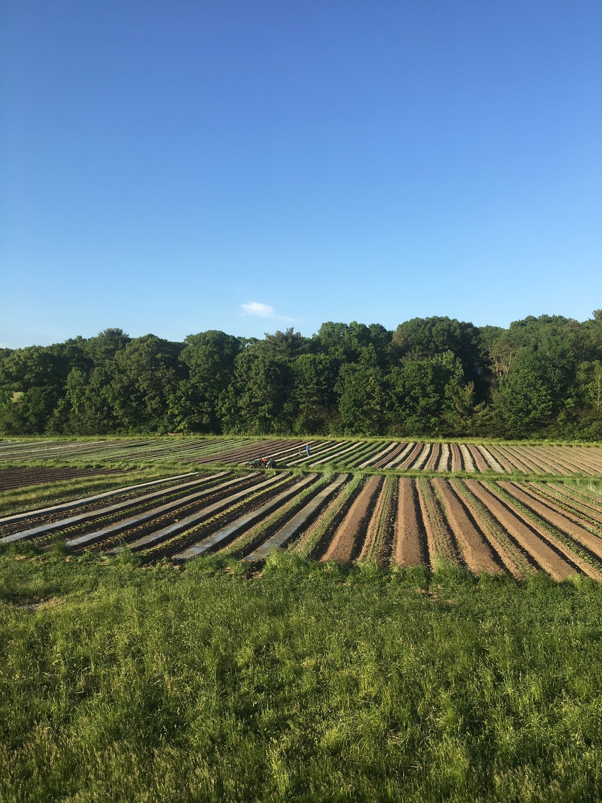 Chestnut Hill Farm: WELCOME to the first CSA distribution of 2016