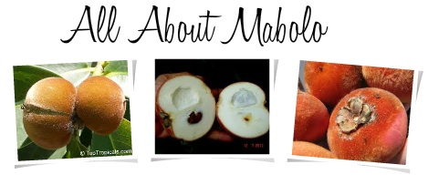 The Earth of India: All About Mabolo