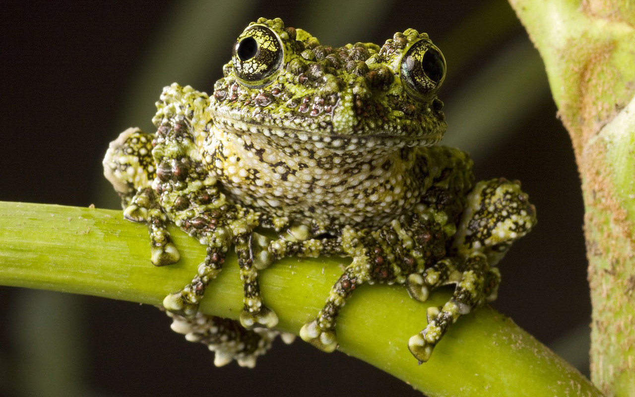 Banco de Imágenes Gratis: Fotografías de ranas (7 frogs pictures)