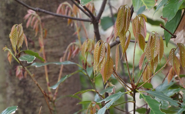 ROBLE JAPONÉS: Quercus glauca | Plantas rioMoros